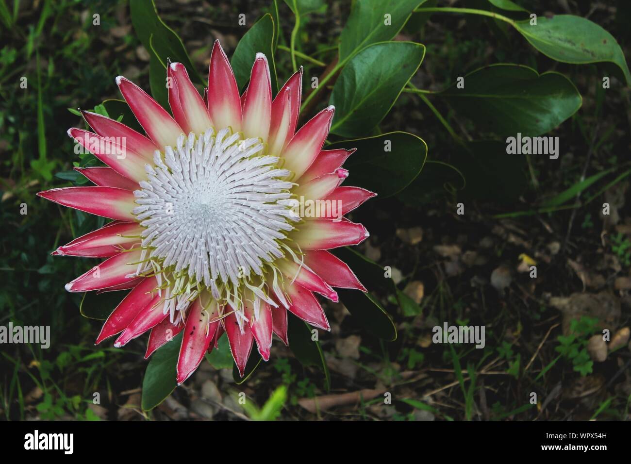 Red protea hi-res stock photography and images - Alamy