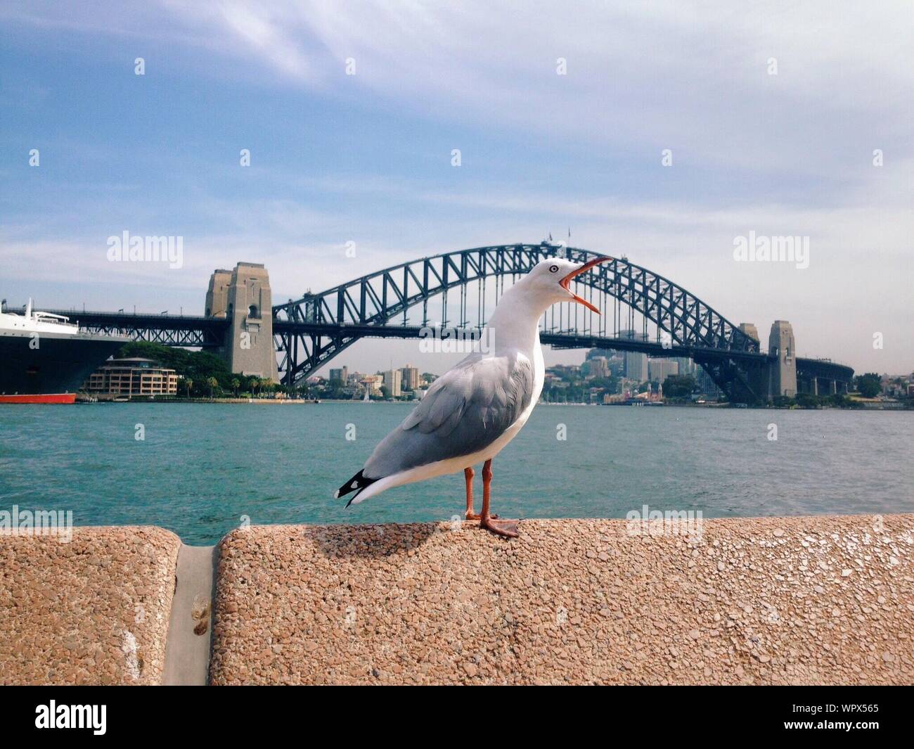Seagull Shouting On Seashore Stock Photo - Alamy