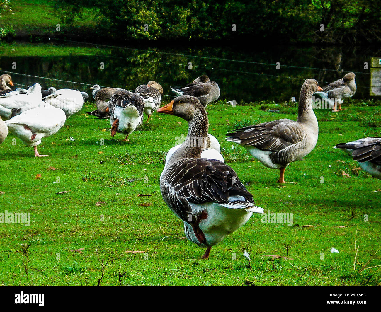 Walking birds hi-res stock photography and images - Alamy