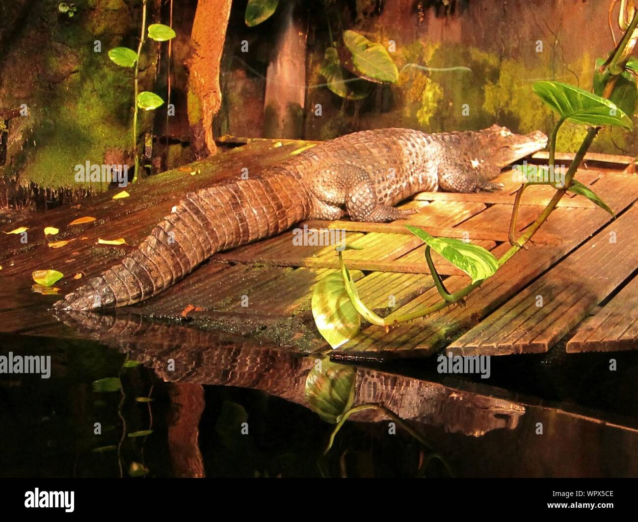 Crocodile view hi-res stock photography and images - Alamy