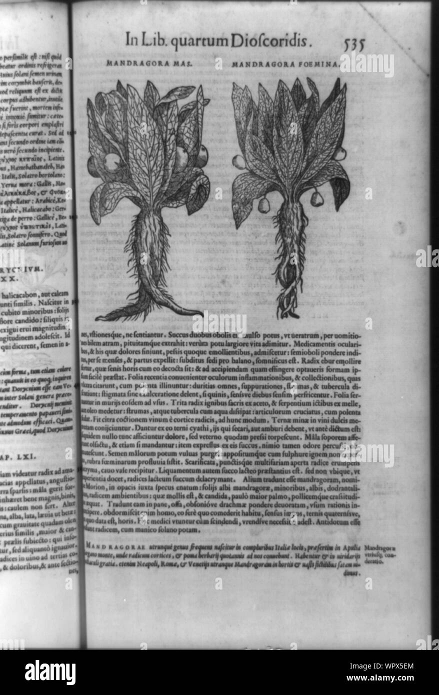 Mandrake roots hi-res stock photography and images - Alamy