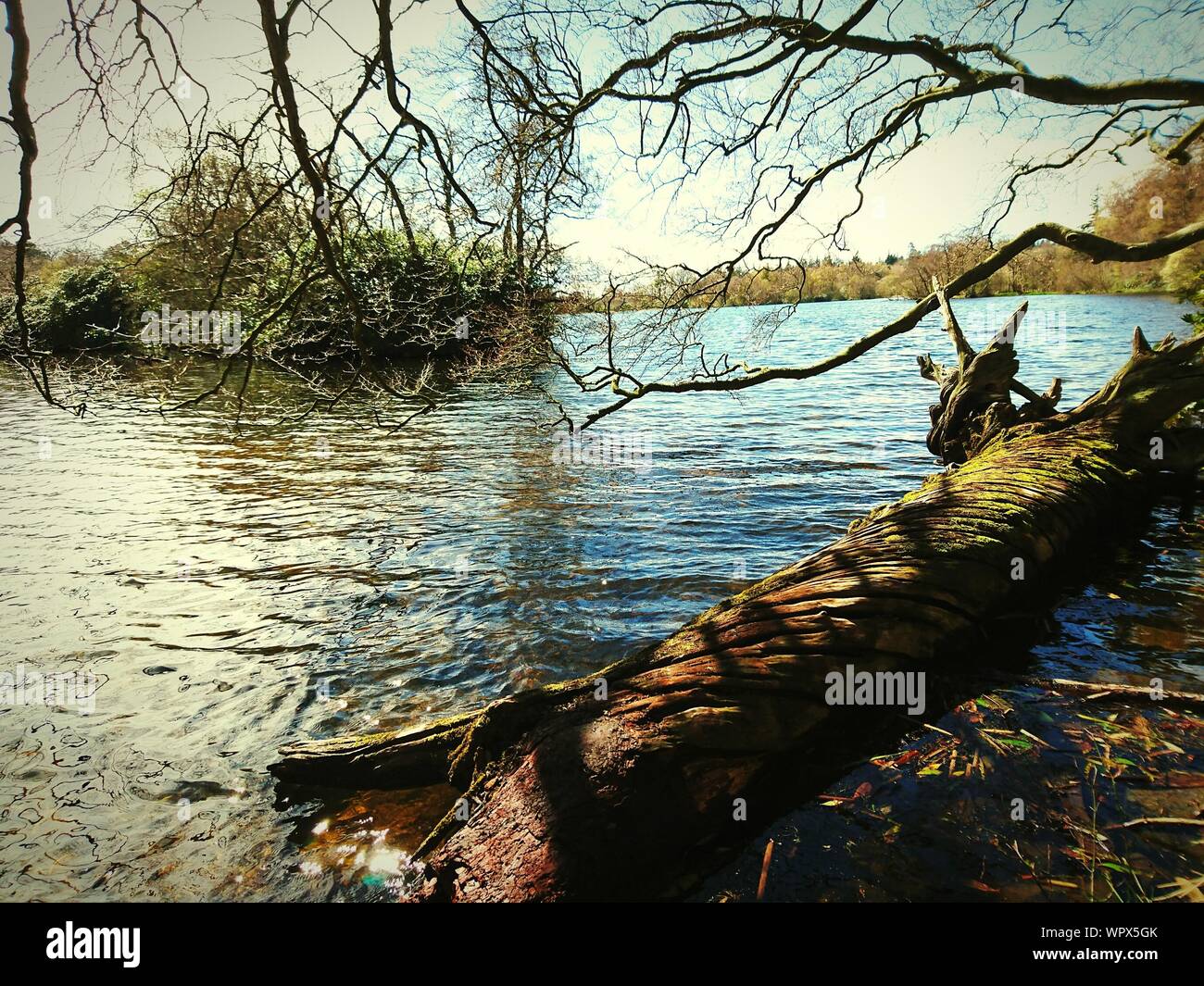 Famous tree in water hi-res stock photography and images - Alamy