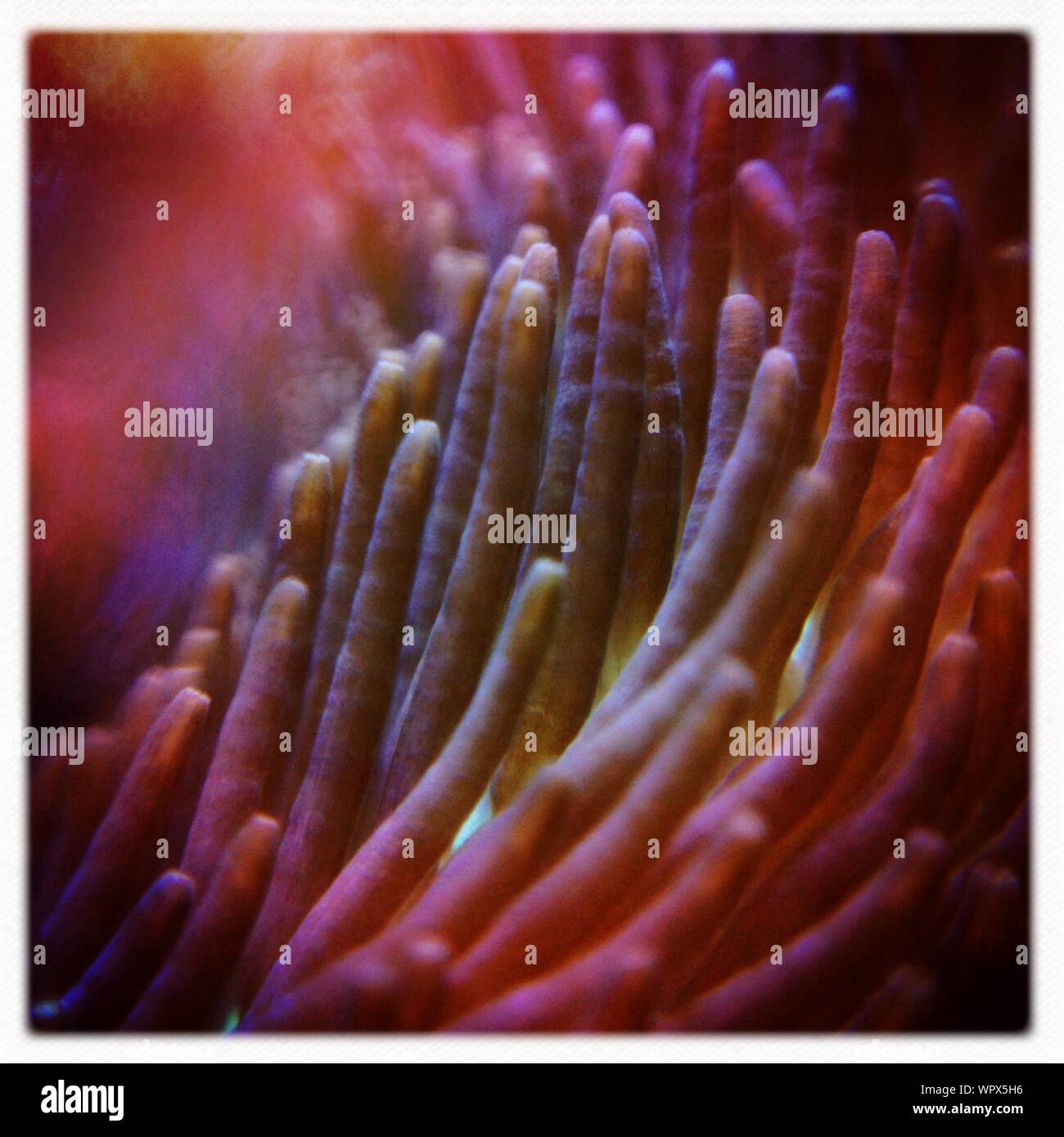 Full of coral reef Cut Out Stock Images & Pictures - Alamy