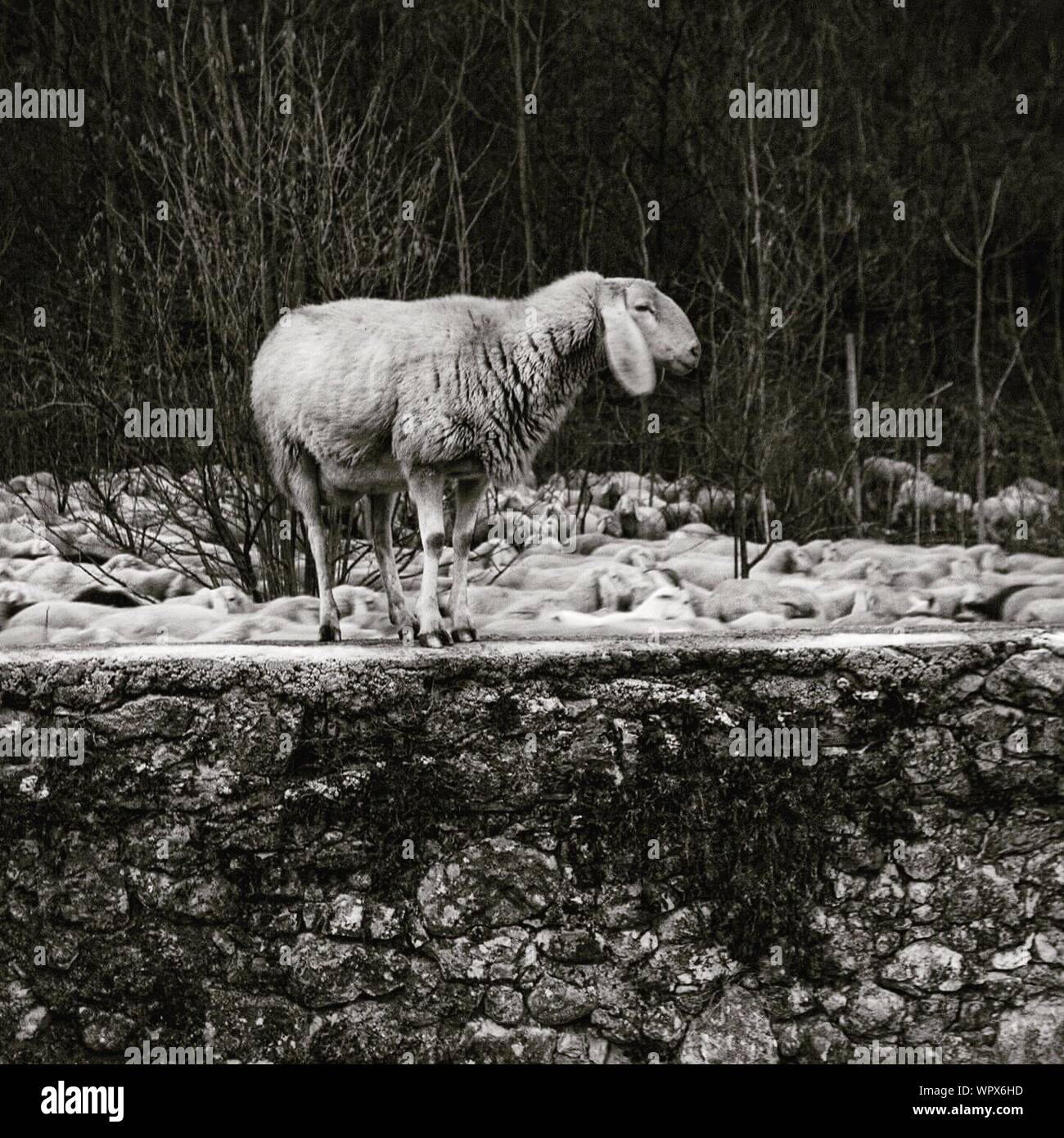 Sheep on the wall hi-res stock photography and images - Alamy