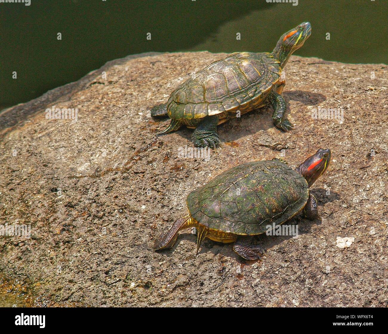 Turtles captivity hi-res stock photography and images - Alamy