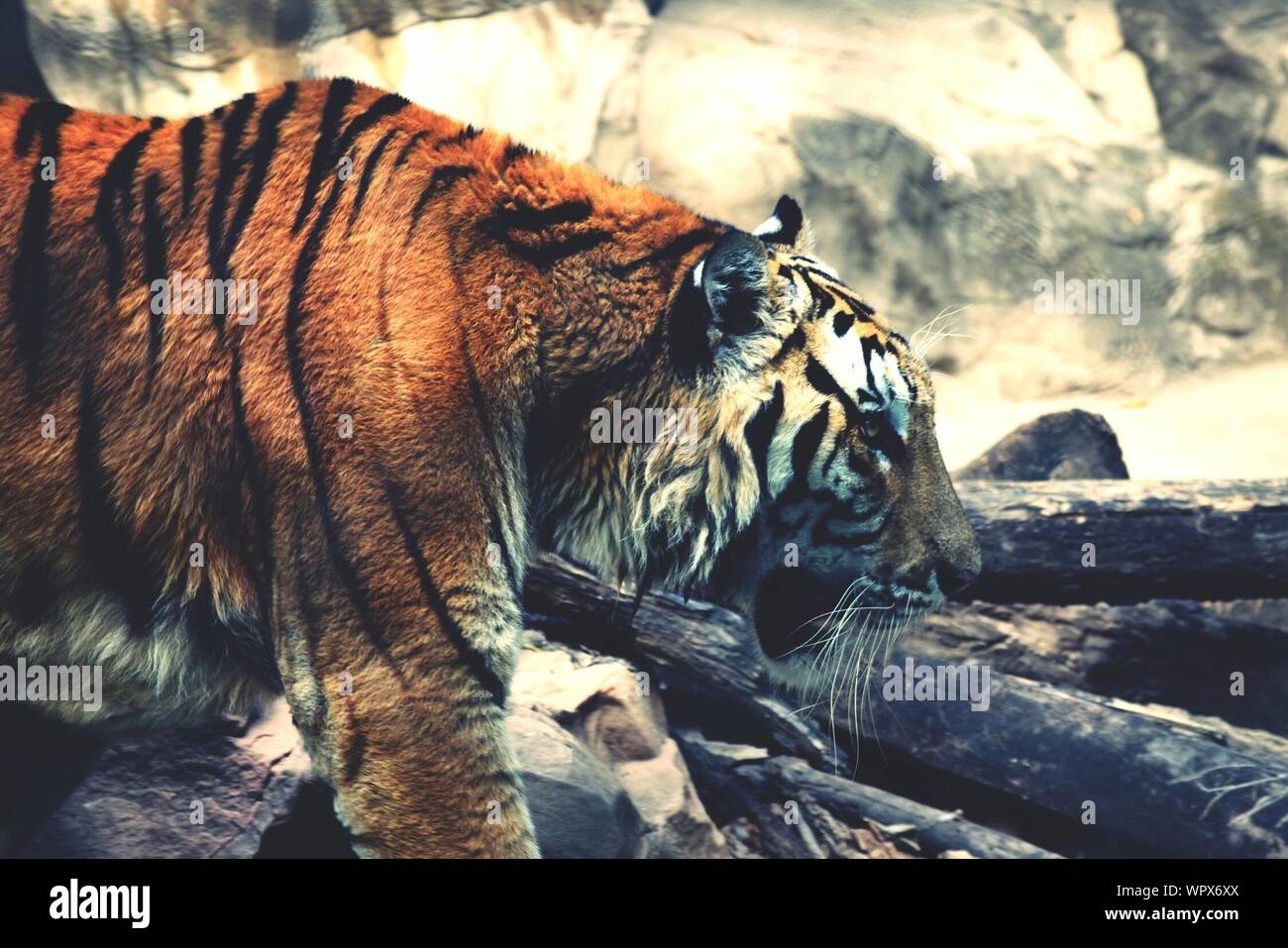 Zoo theme hi-res stock photography and images - Alamy