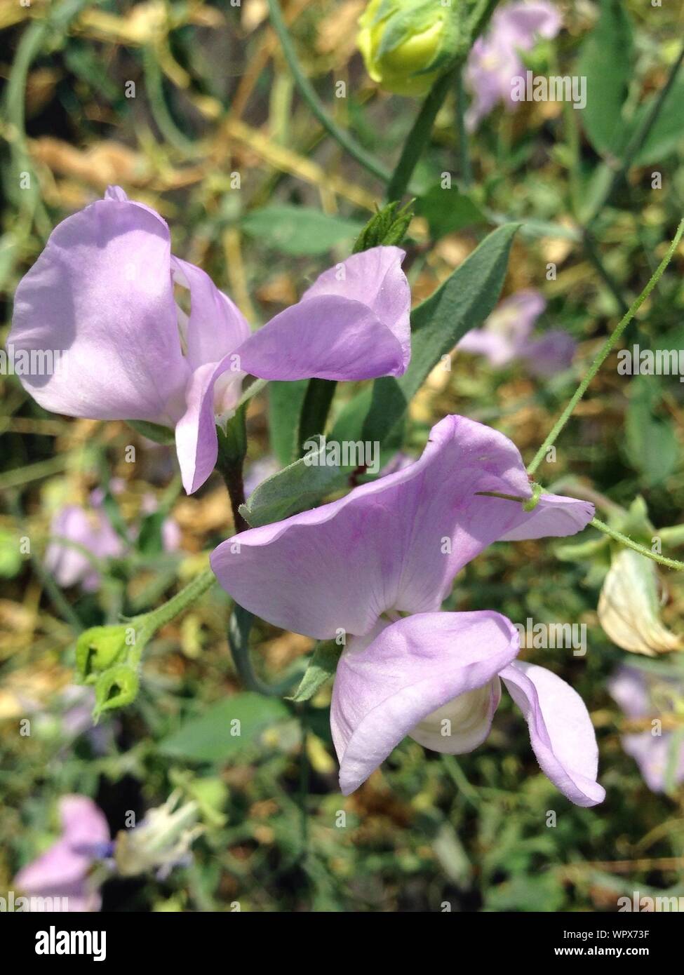Pea flower hi-res stock photography and images - Alamy