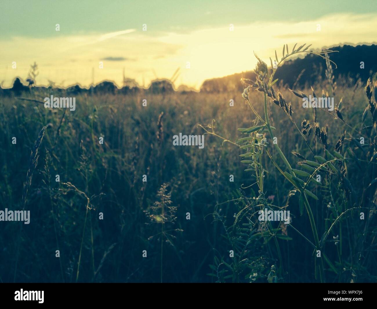 Stem Fields High Resolution Stock Photography and Images - Alamy