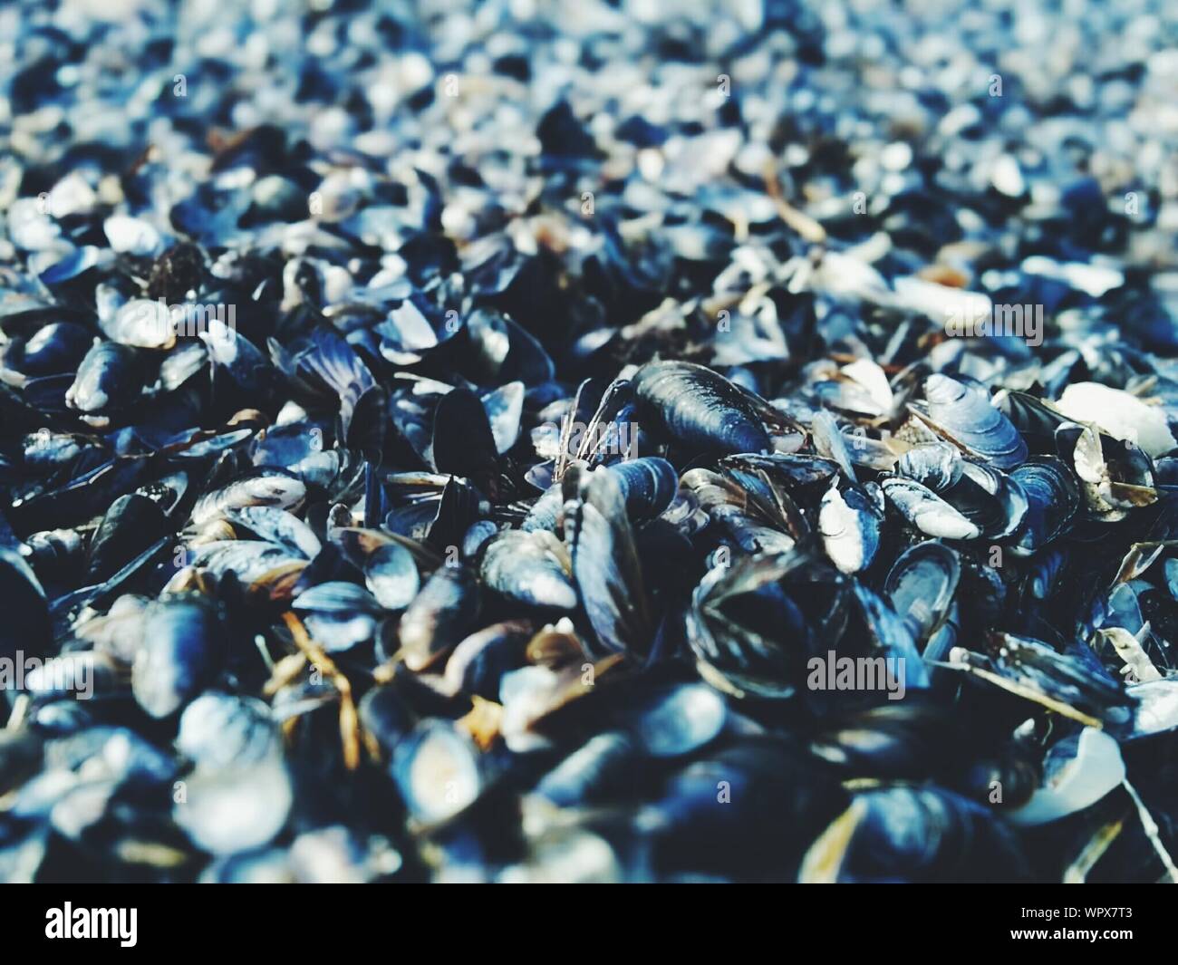 Clam shot hi-res stock photography and images - Alamy