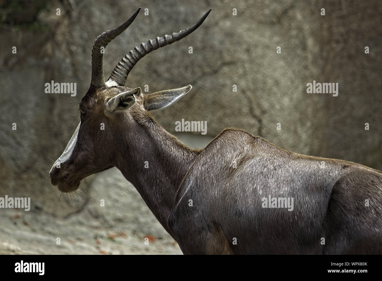San Diego, California /USA/ - August 20 1013 San Diego Zoo. Bontebok ...