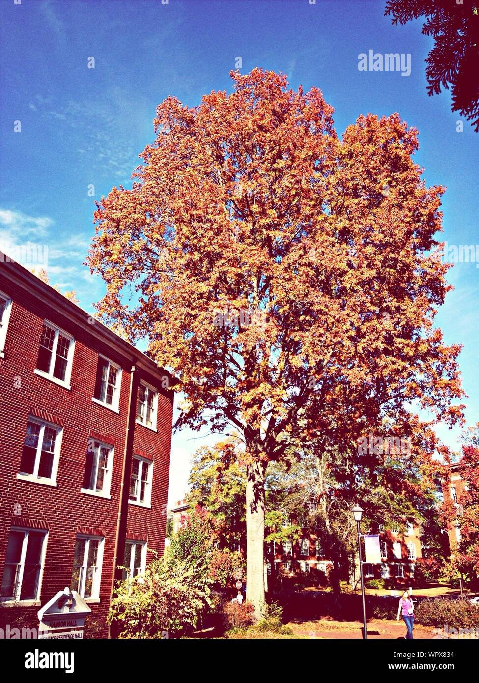 Autumn Tree By Building Stock Photo - Alamy