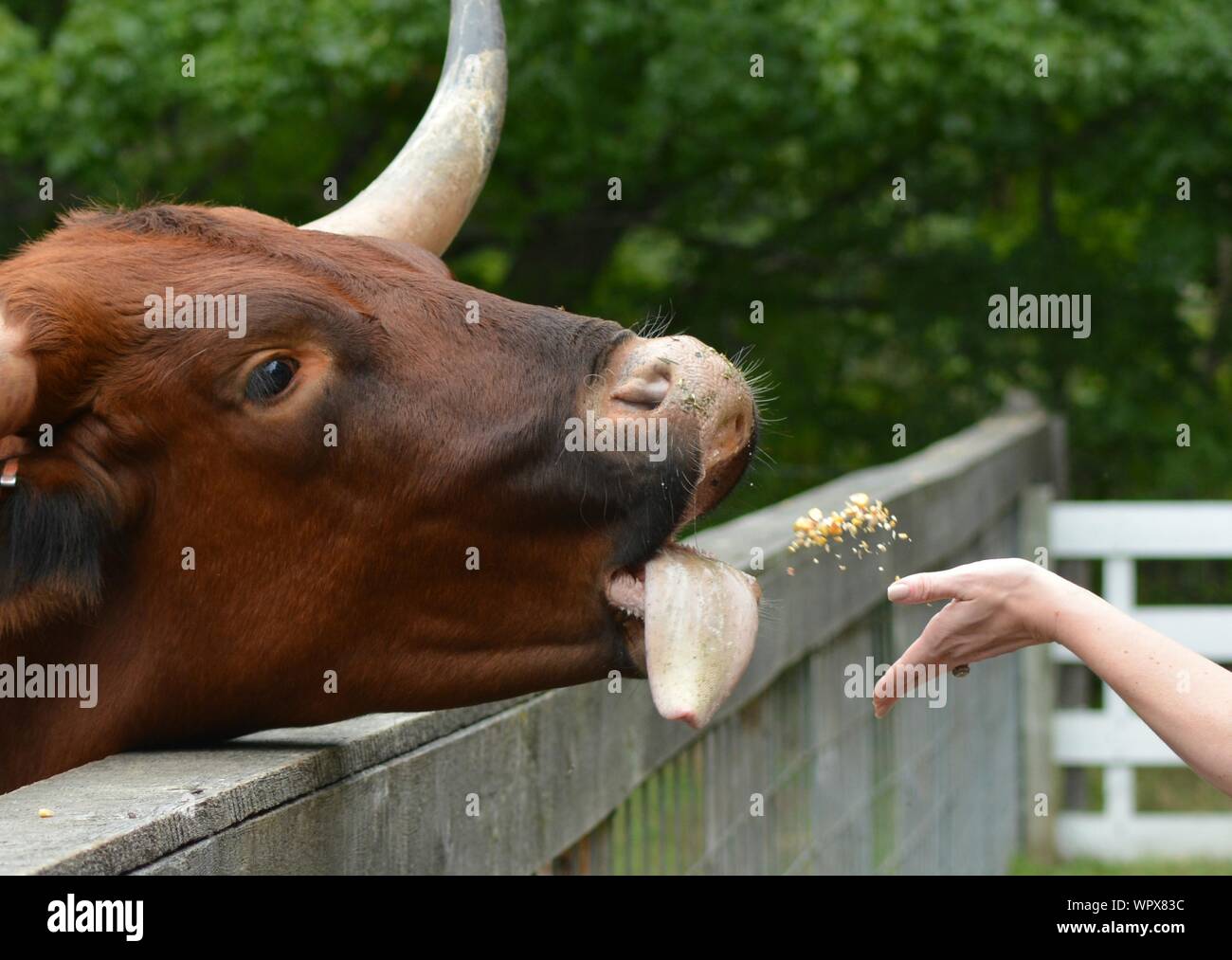 Bull with human head hi-res stock photography and images - Alamy