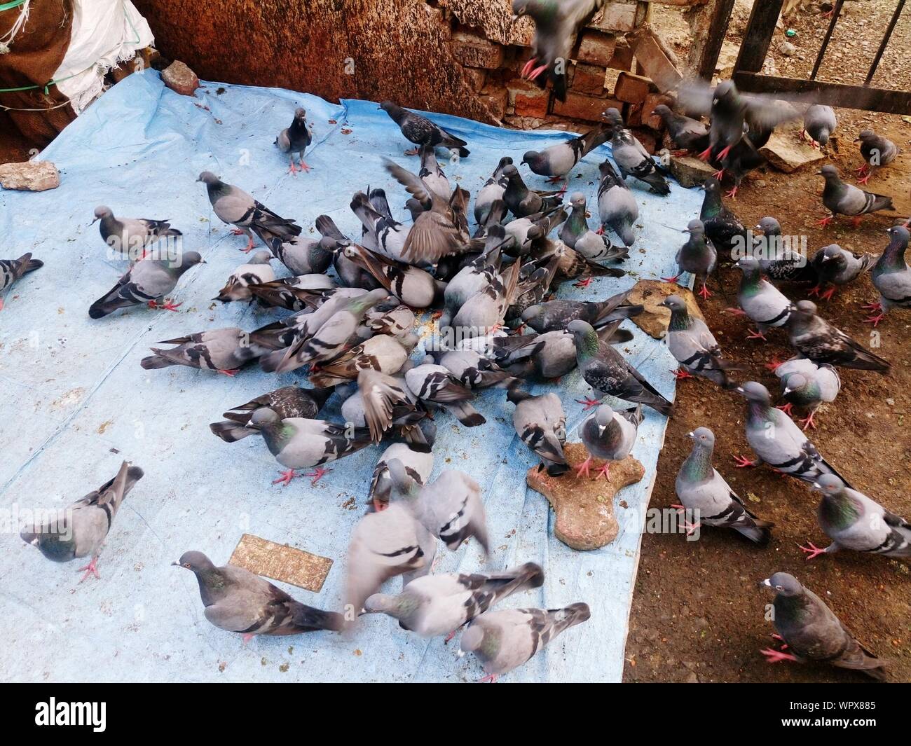 Pigeons for food hi-res stock photography and images - Alamy