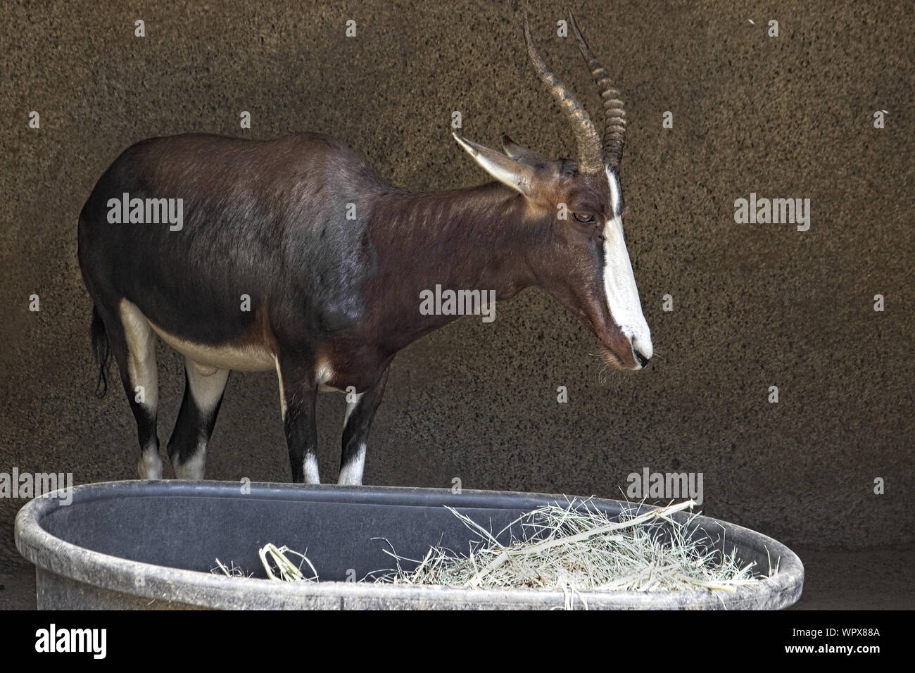 San Diego, California /USA/ - August 20 1013 San Diego Zoo. Bontebok ...