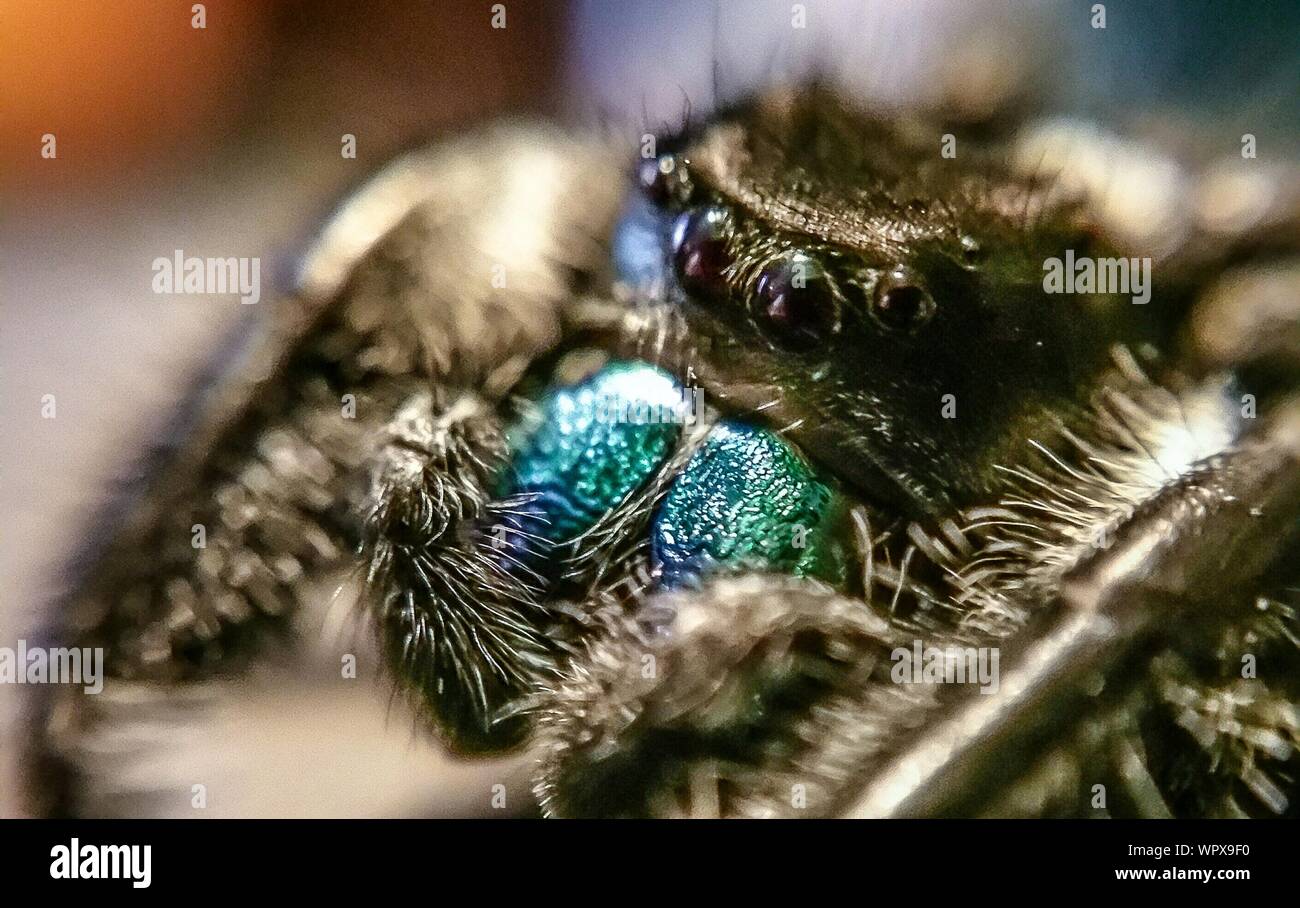 Jumping spider head close up hi-res stock photography and images - Alamy