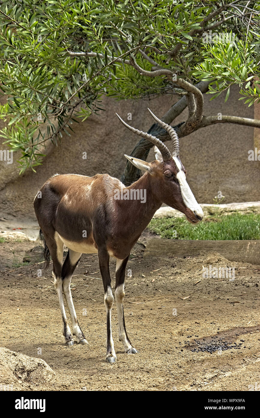 San Diego, California /USA/ - August 20 1013 San Diego Zoo. Bontebok ...