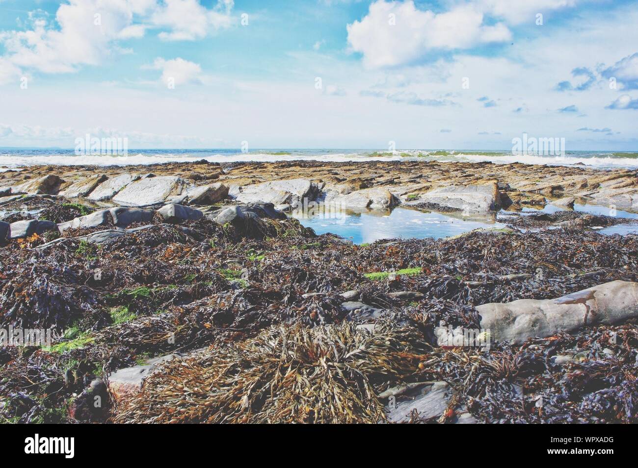 Beach Weeds High Resolution Stock Photography and Images - Alamy