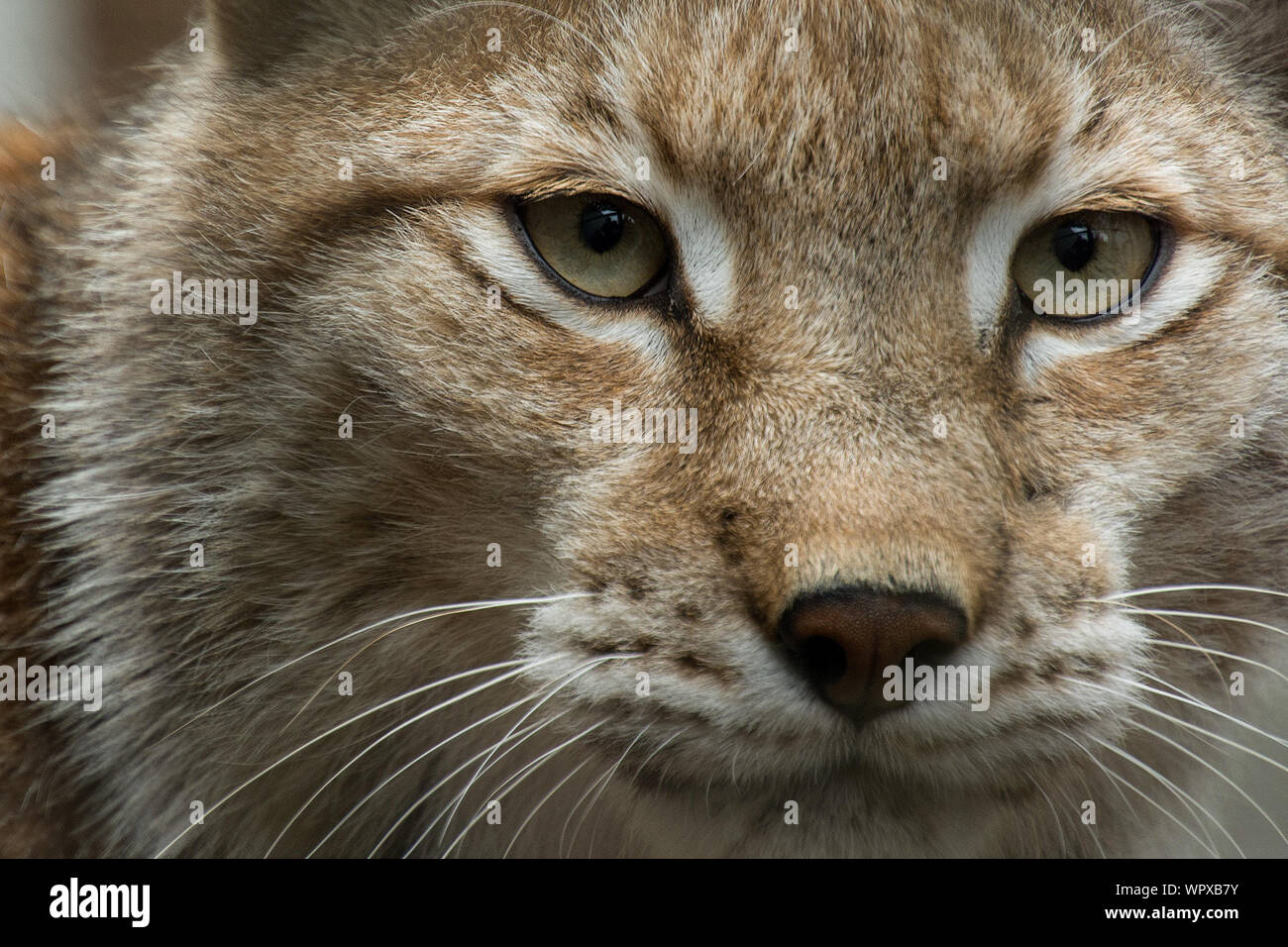Lynx face portrait hi-res stock photography and images - Alamy