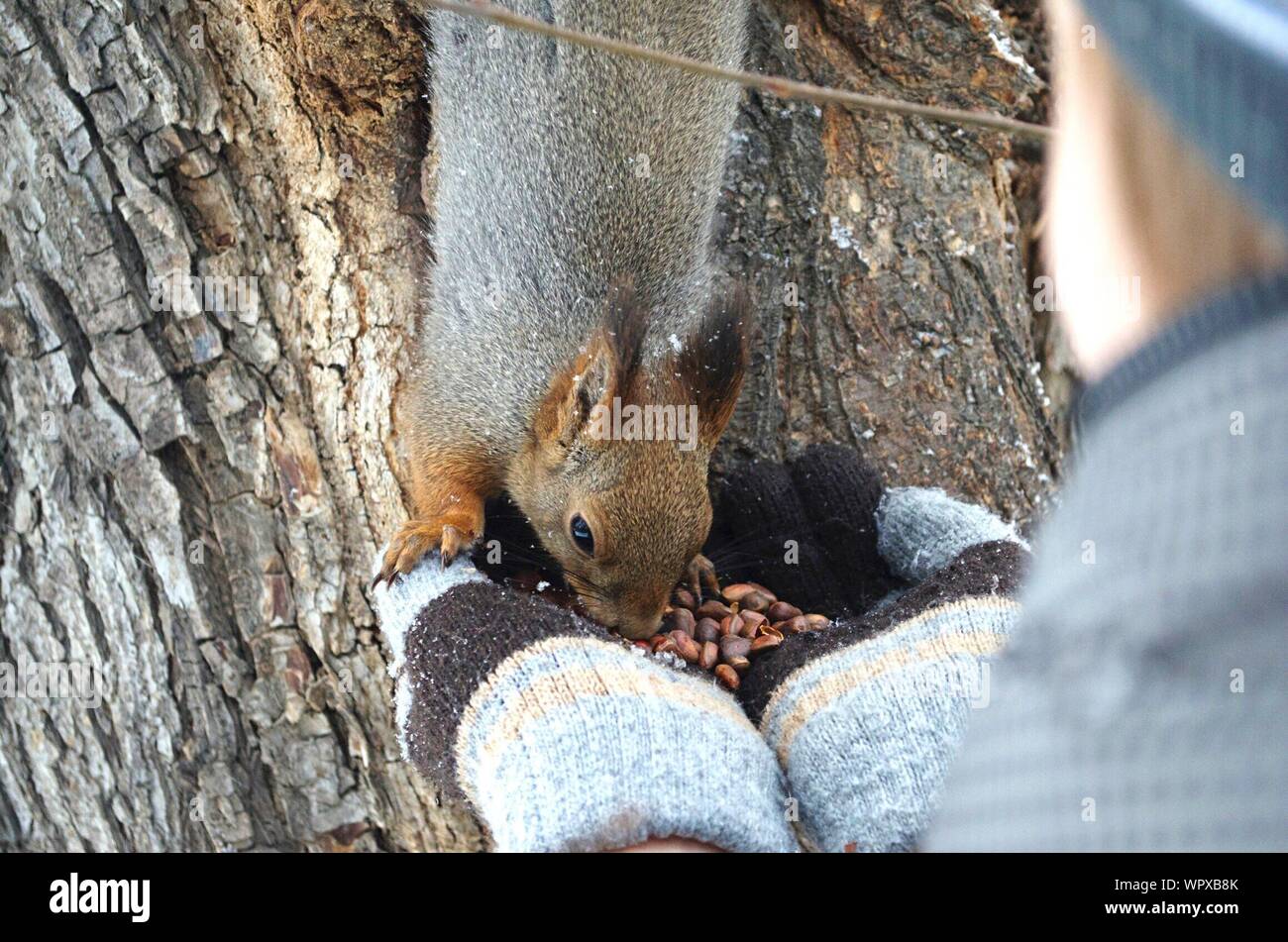Squirrel Eating Nuts High Resolution Stock Photography and Images - Alamy