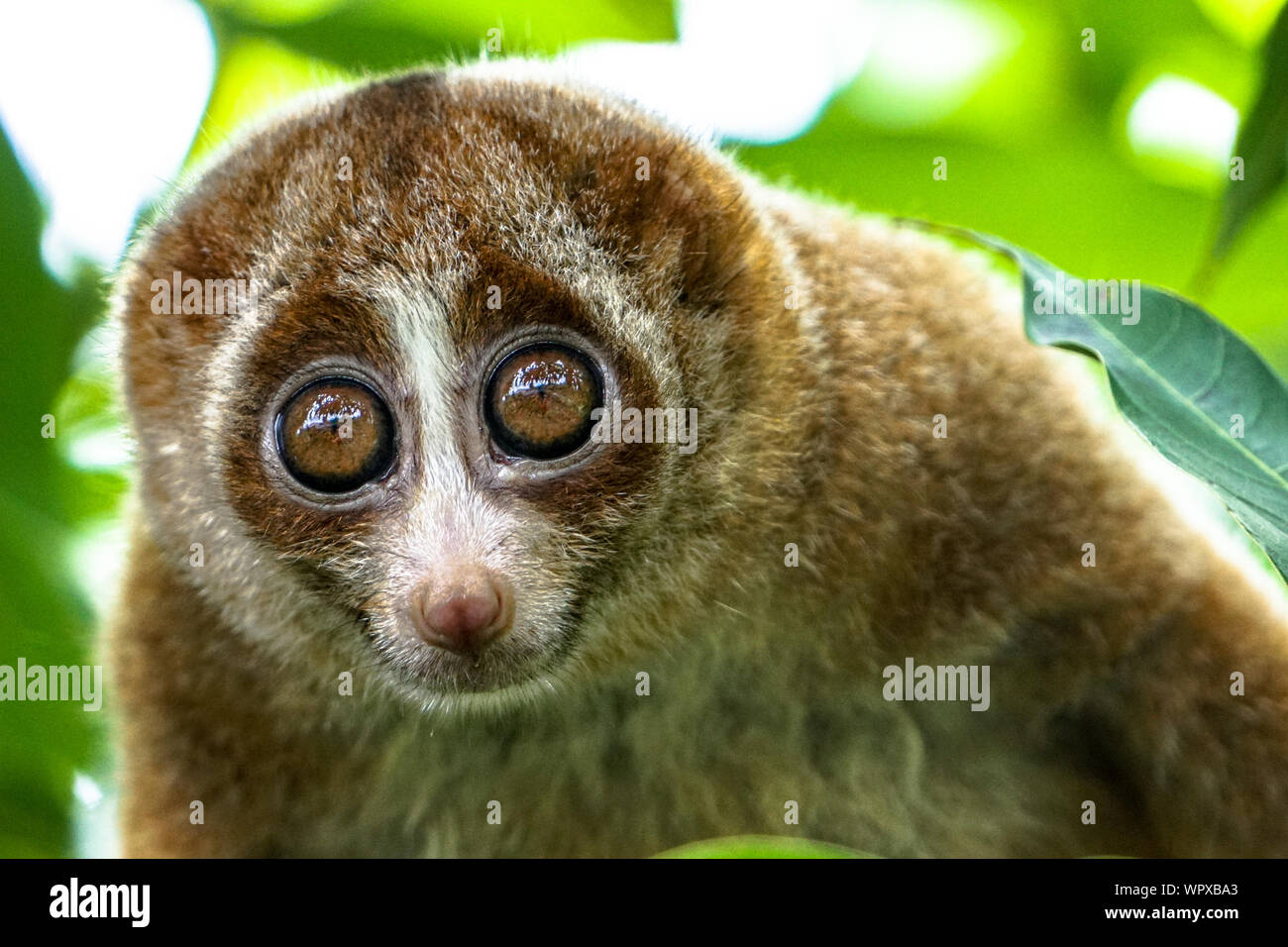 Slow loris hi-res stock photography and images - Alamy