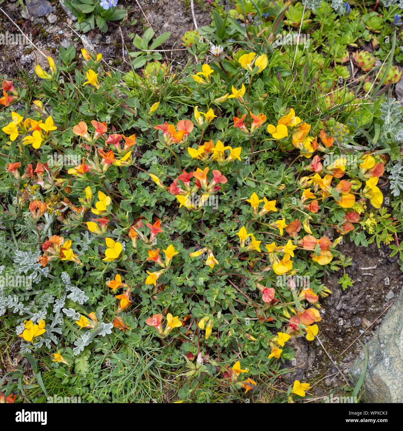 Alpine flower Lotus corniculatus (Birdsfoot Trefoil). Top view. Aosta ...