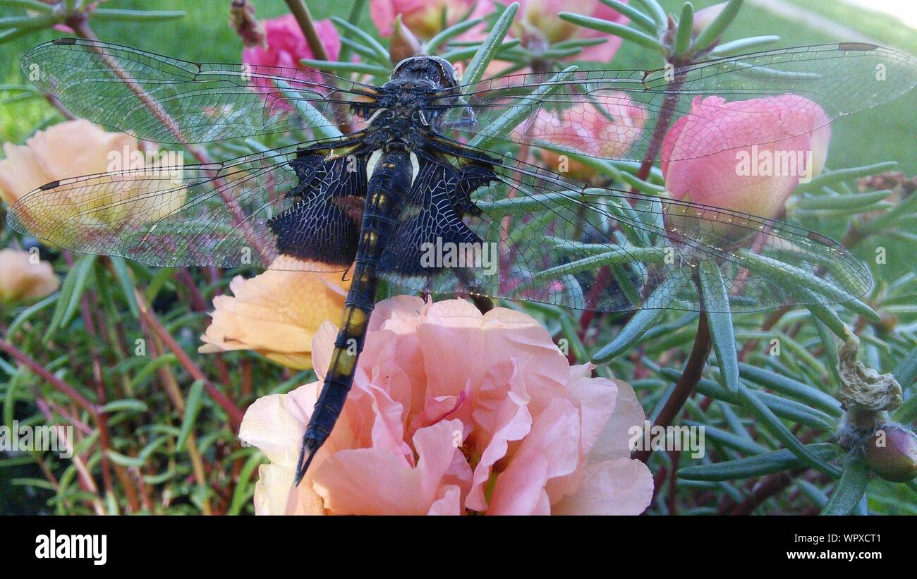 Dragonfly flower hi-res stock photography and images - Alamy