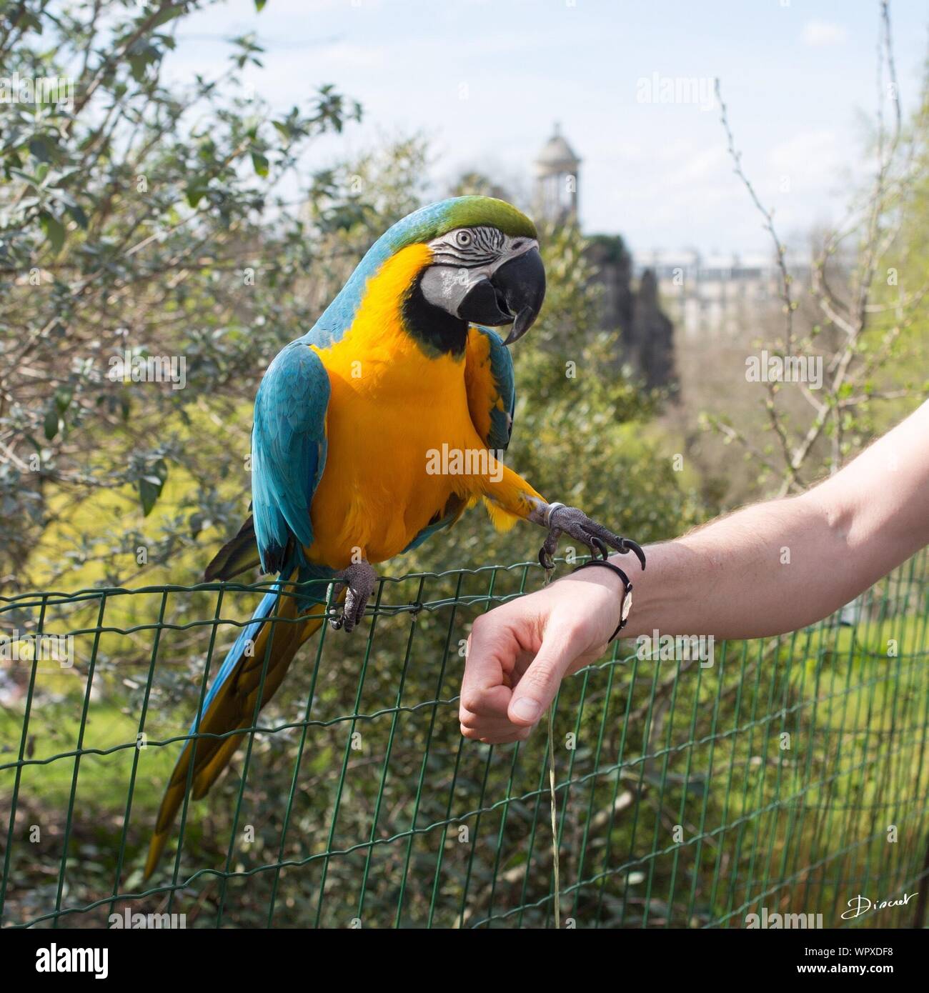 The real macaw hi-res stock photography and images - Alamy