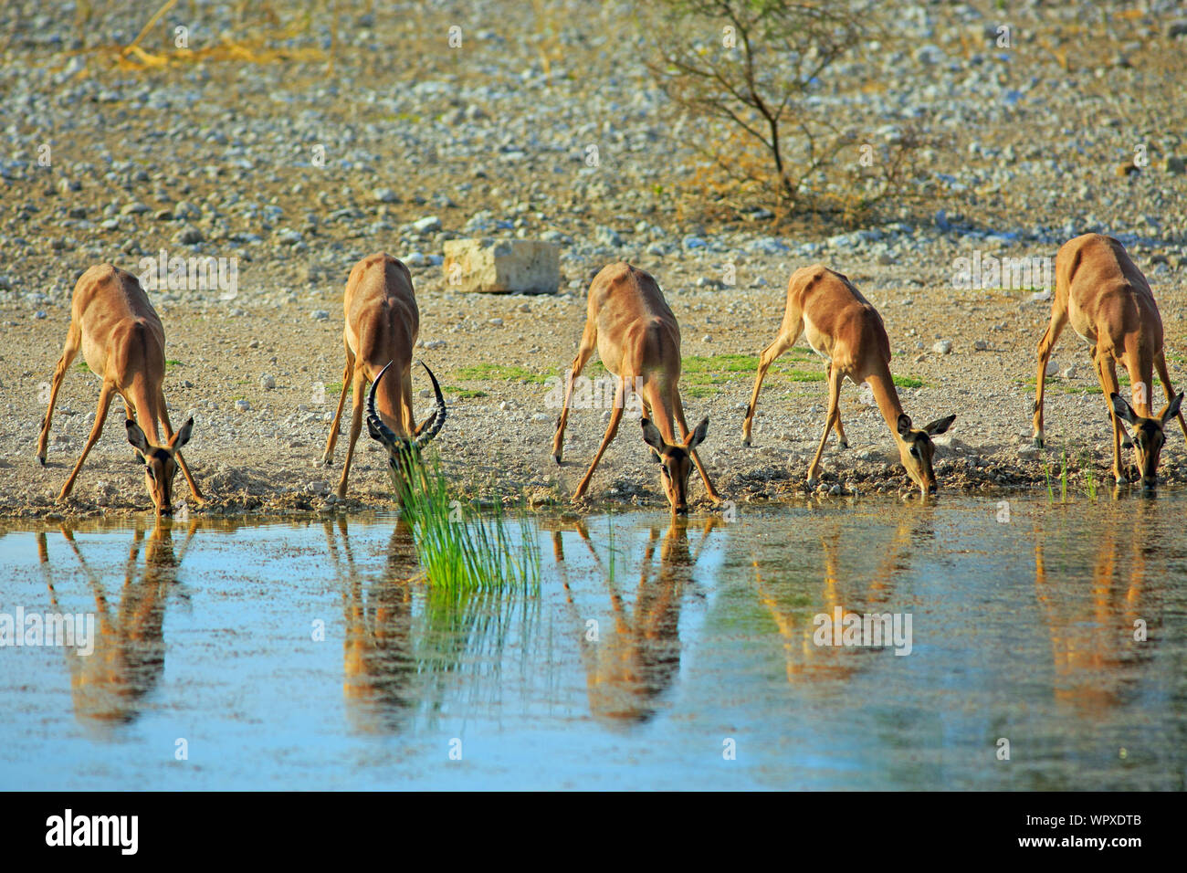 Deer Safari Animals Water High Resolution Stock Photography and Images ...