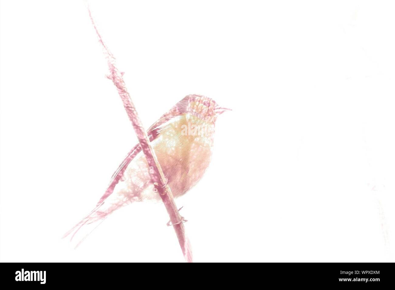 Double Exposure Wildlife High Resolution Stock Photography and Images ...