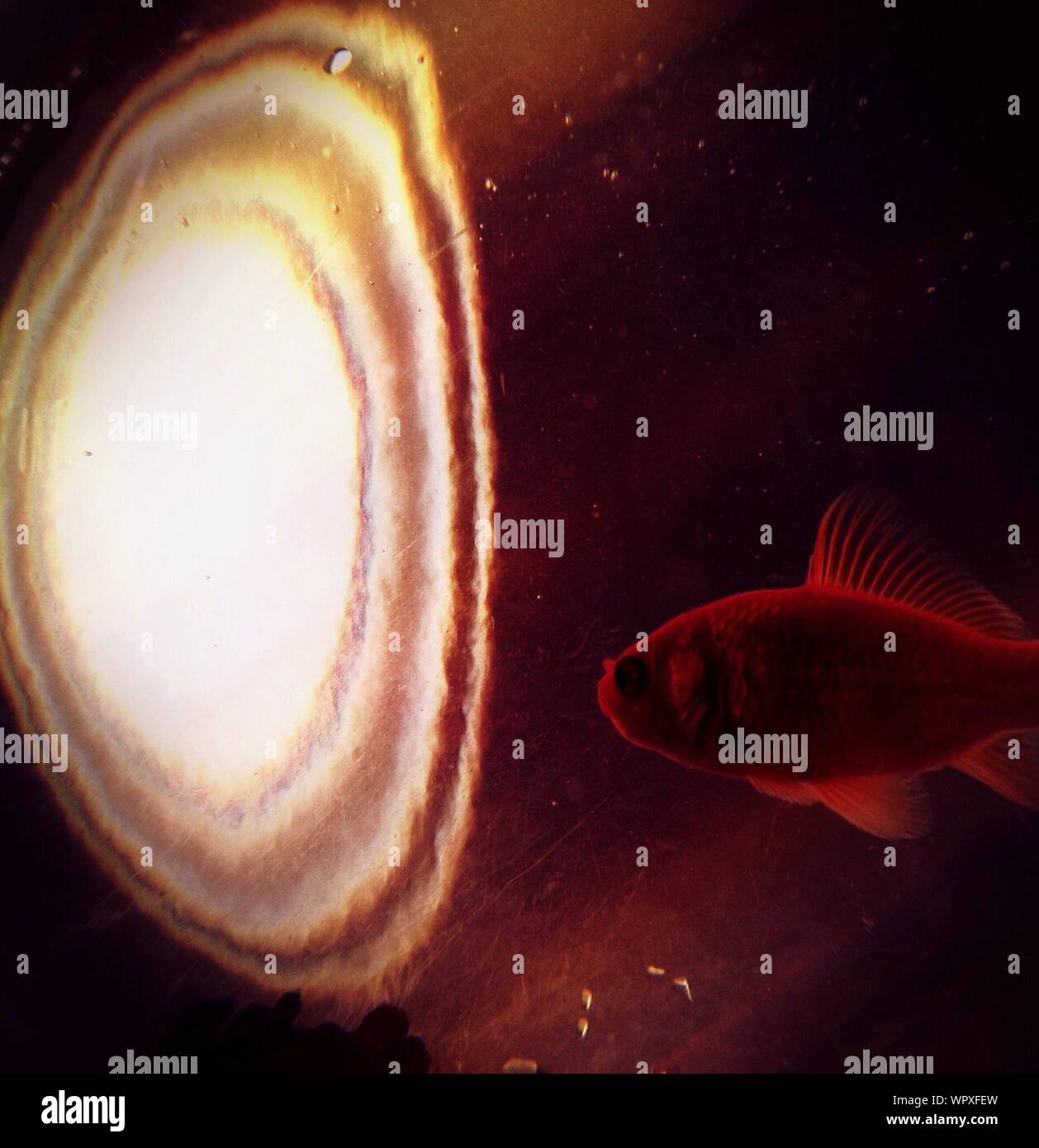 Light fish underwater hi-res stock photography and images - Alamy