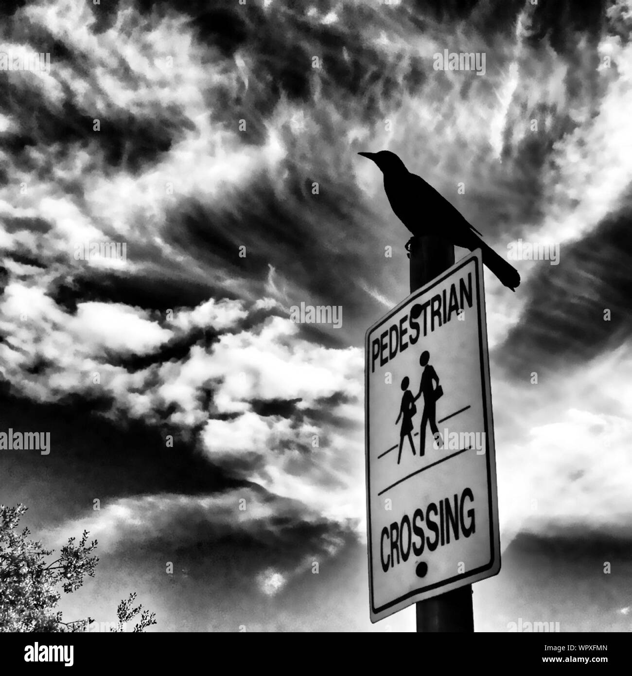 Pedestrian crossing sign bird hi-res stock photography and images - Alamy