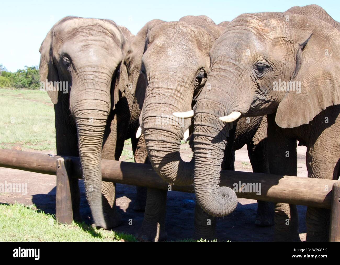 Three elephants hi-res stock photography and images - Alamy