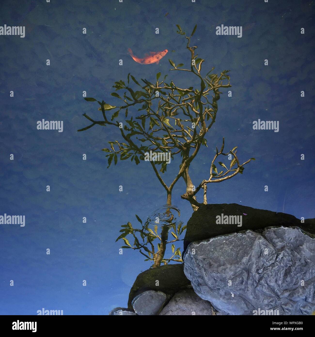 Fish clouds hi-res stock photography and images - Alamy