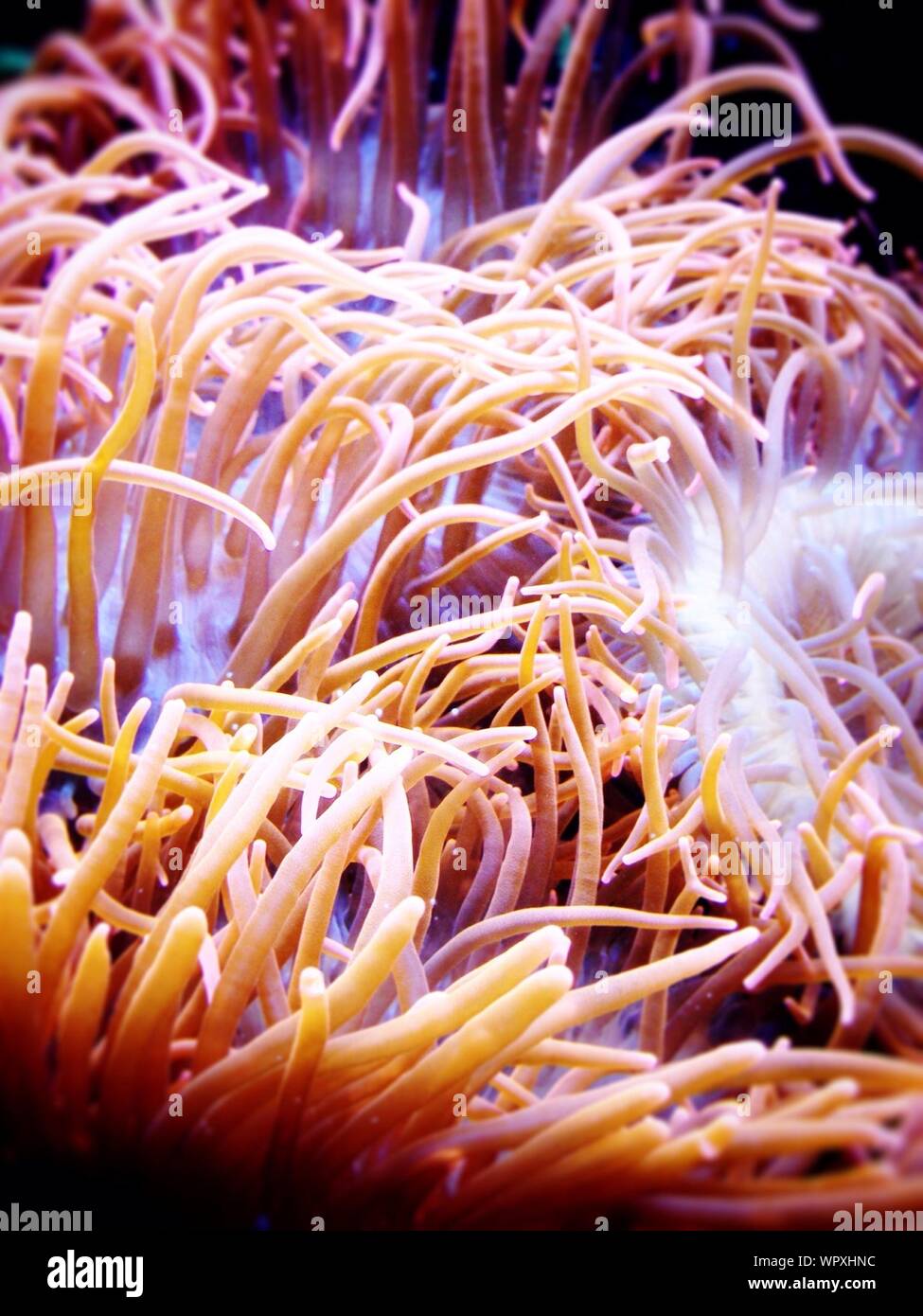 Undersea scene hi-res stock photography and images - Alamy