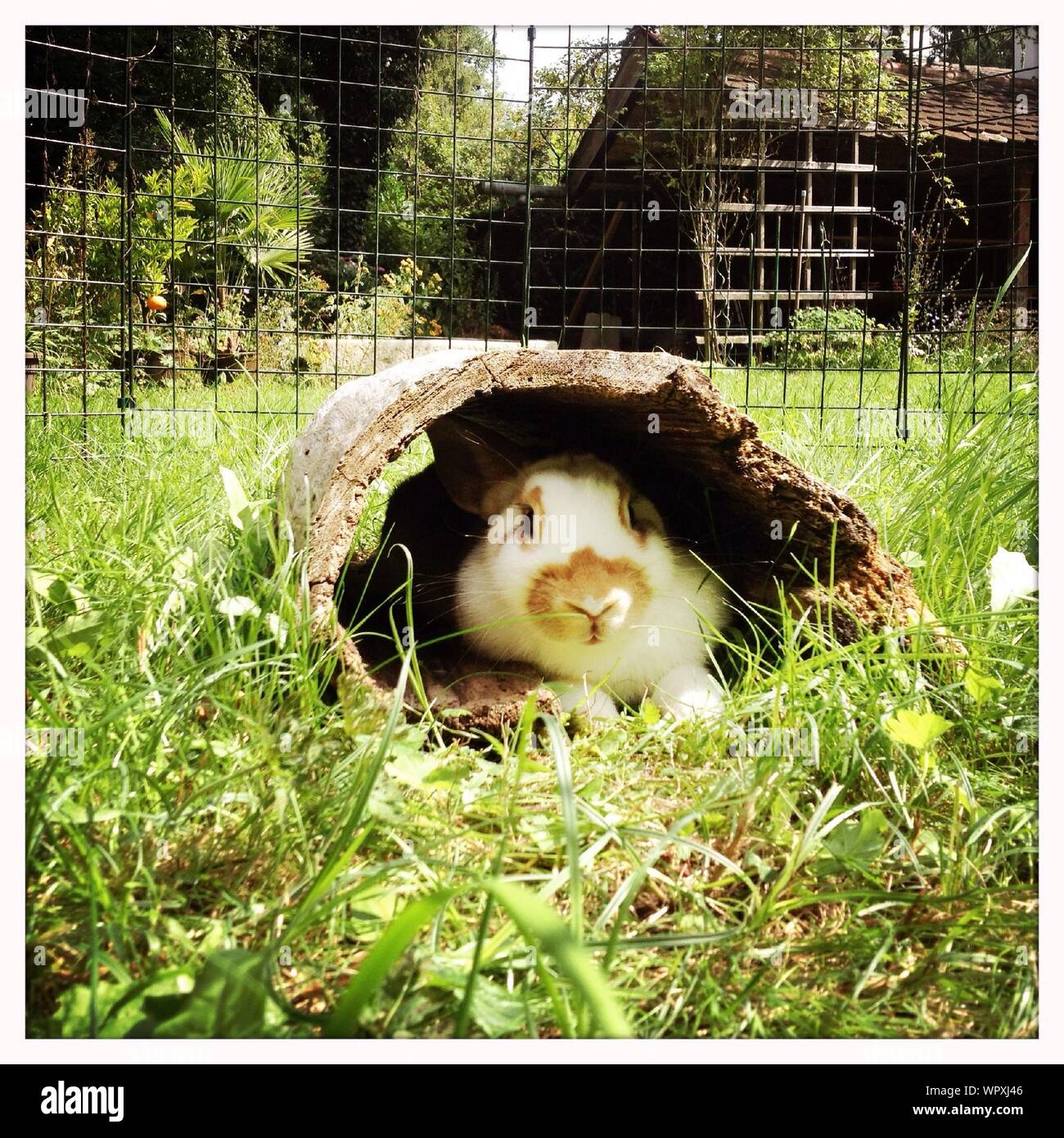 Rabbit hiding in grass Cut Out Stock Images & Pictures - Alamy