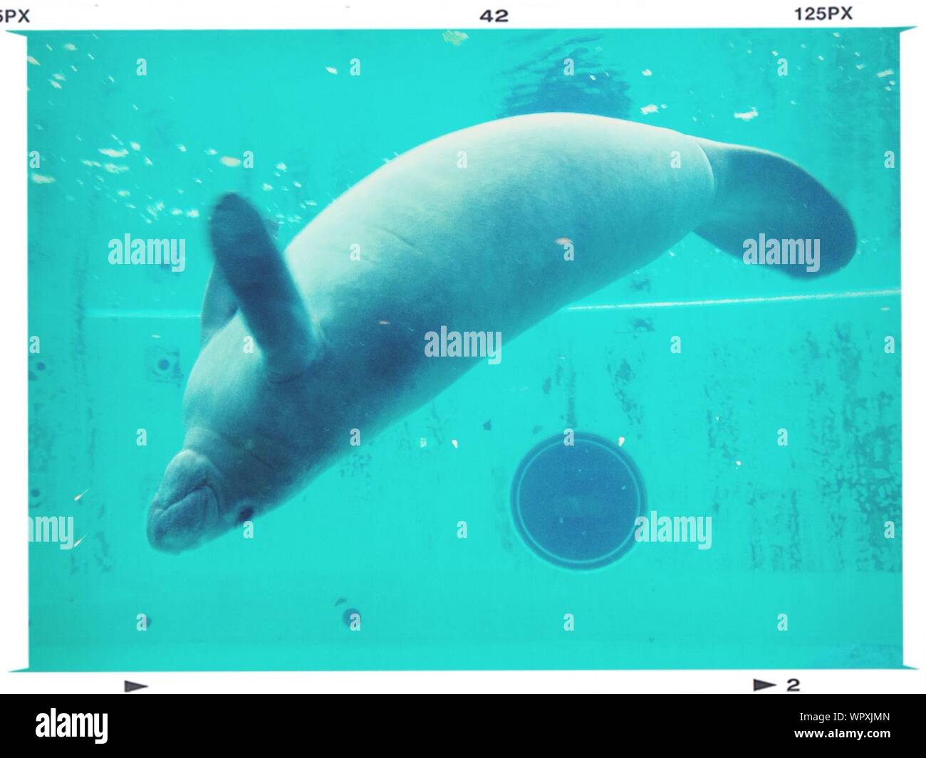 Swimming with a view Cut Out Stock Images & Pictures - Alamy