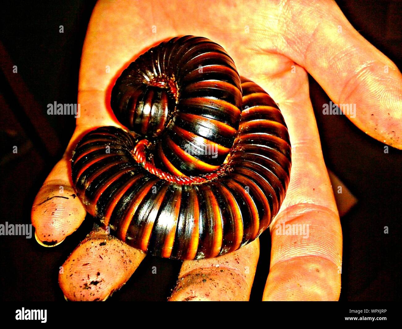 The human centipede hi-res stock photography and images - Alamy