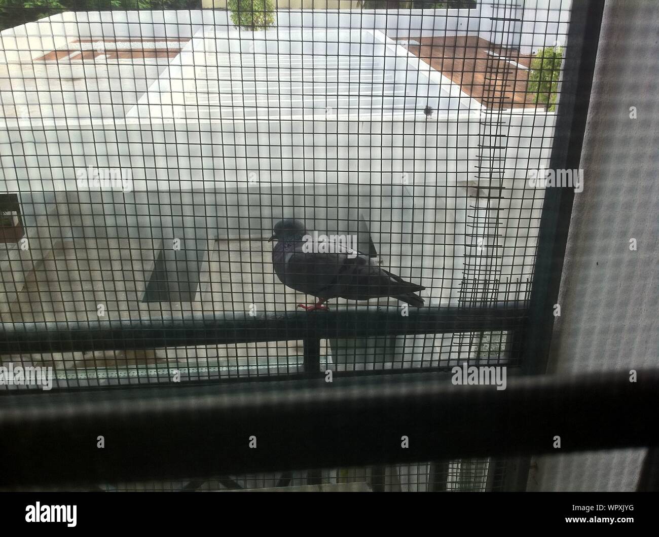 Pigeon looking through glass hi-res stock photography and images - Alamy