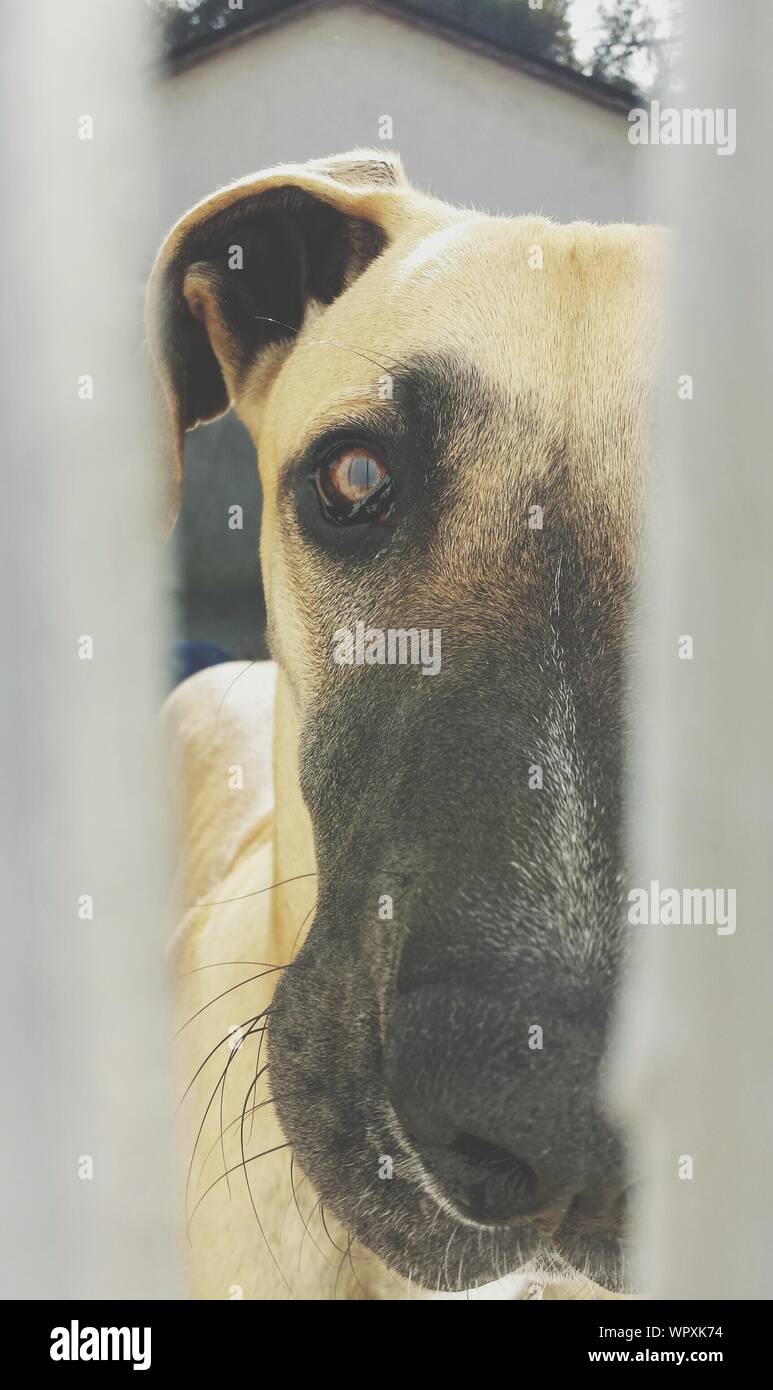 Dog behind bars hi-res stock photography and images - Alamy