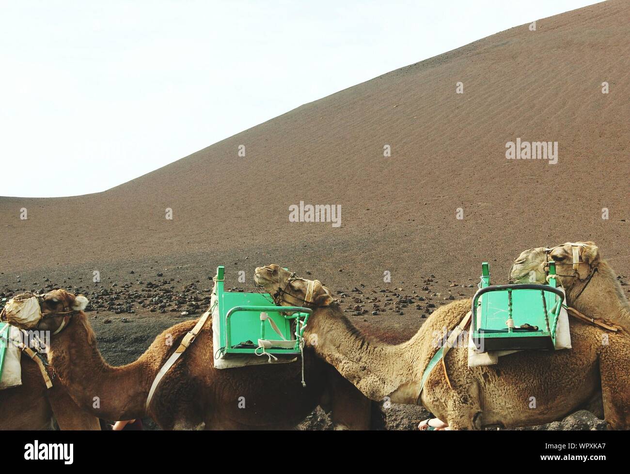 Three camels on desert hi-res stock photography and images - Alamy