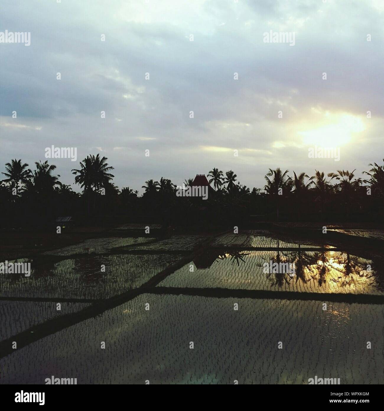 Water filled rice paddy hi-res stock photography and images - Alamy