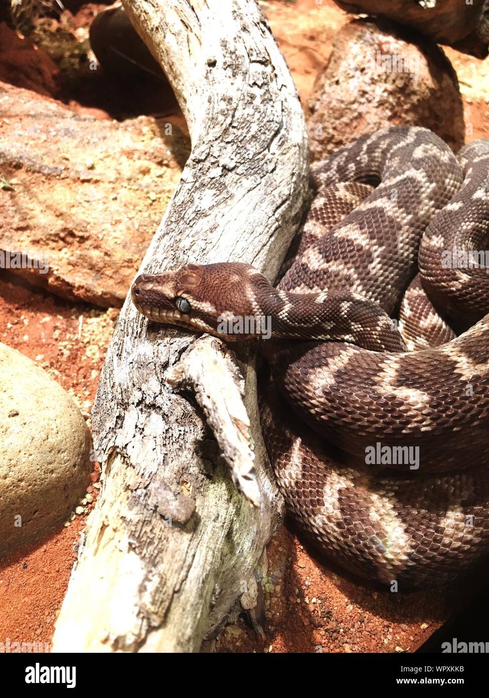 Brown snake on rock hi-res stock photography and images - Alamy