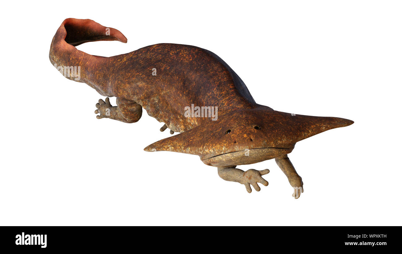 Diplocaulus, extinct amphibian from the Late Carboniferous to Permian ...