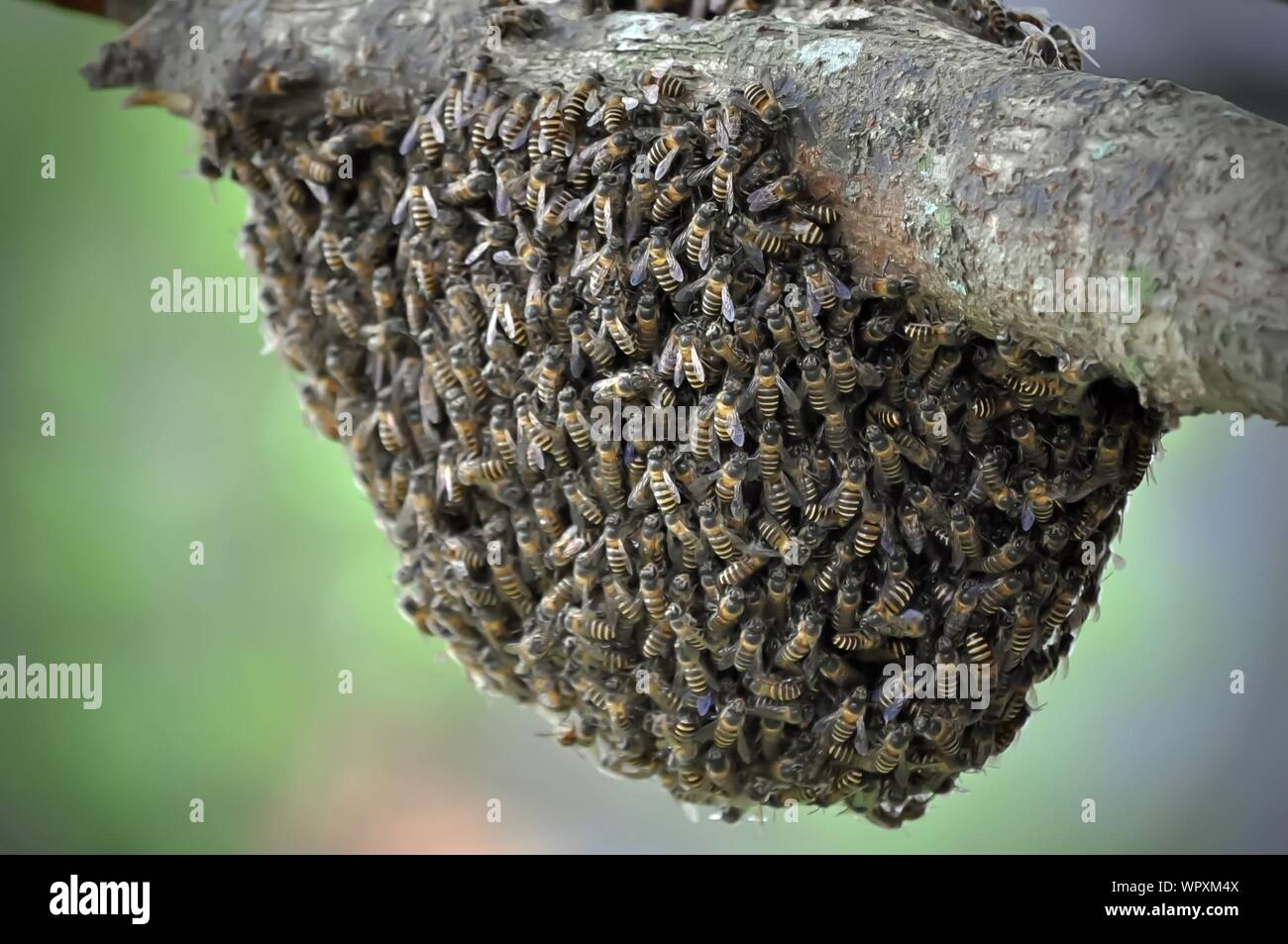Natural beehive on tree hi-res stock photography and images - Alamy
