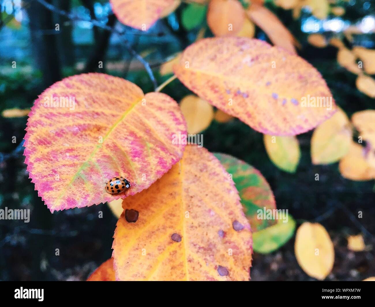 Ladybird on leaf hi-res stock photography and images - Alamy