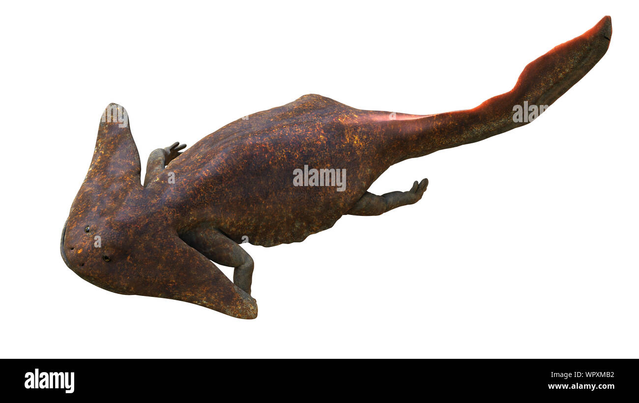 Diplocaulus, extinct amphibian from the Late Carboniferous to Permian ...