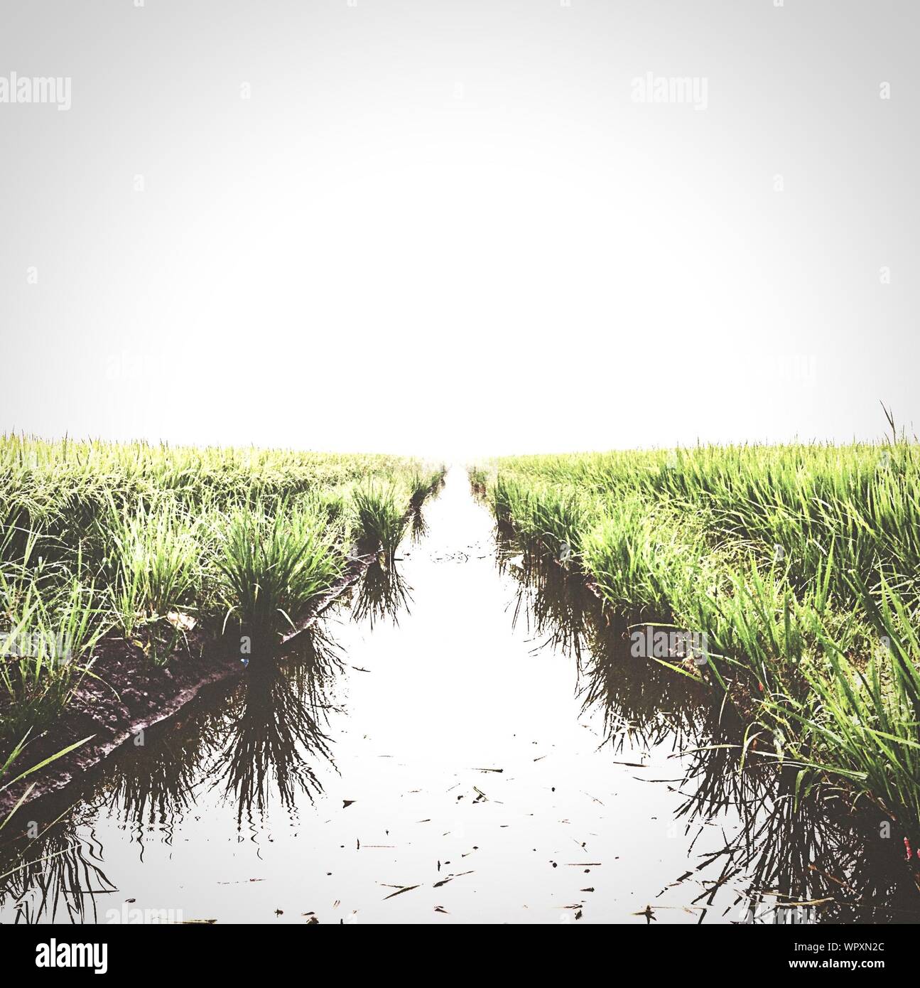 Canal grass hi-res stock photography and images - Alamy