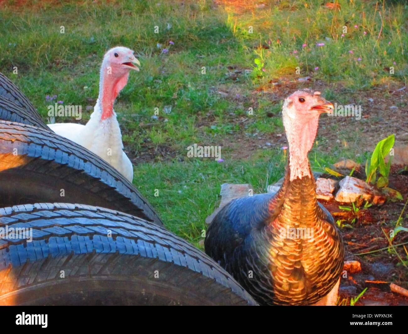 Turkeys farm hi-res stock photography and images - Alamy