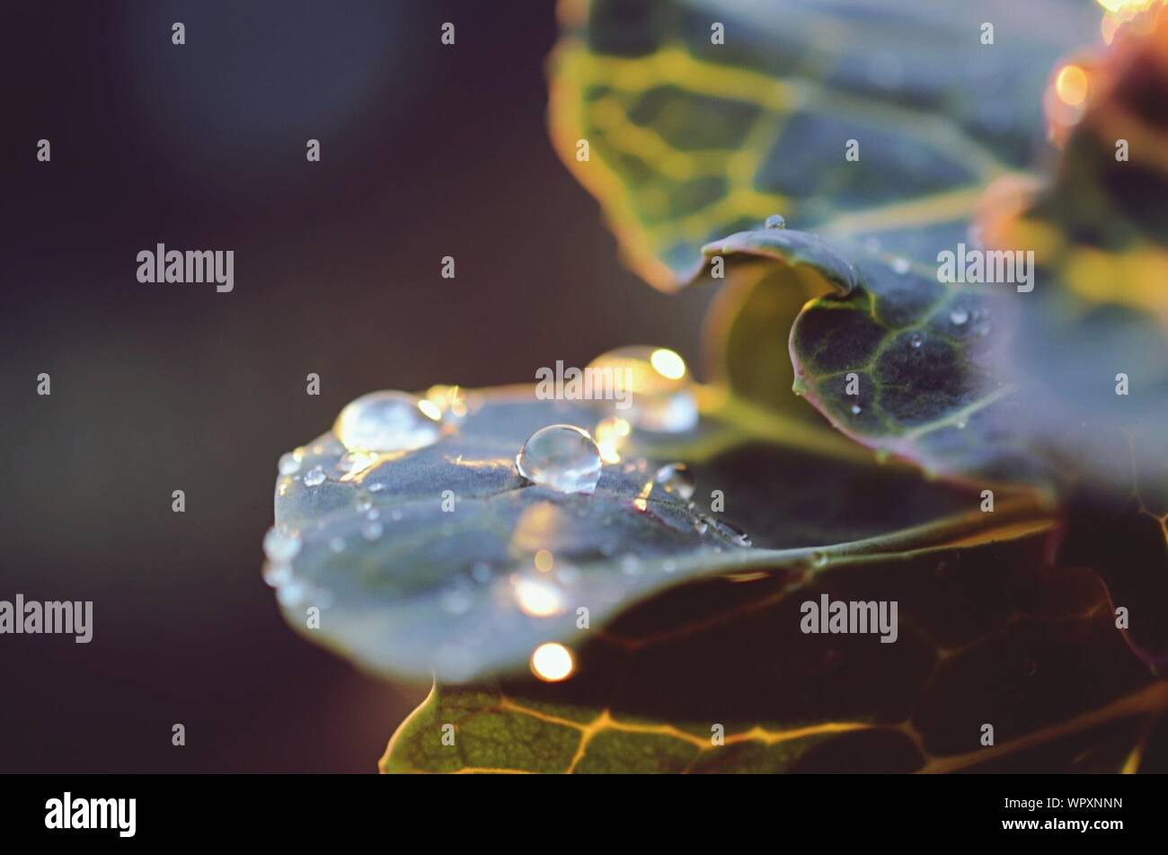 Rain drops on lens hi-res stock photography and images - Alamy
