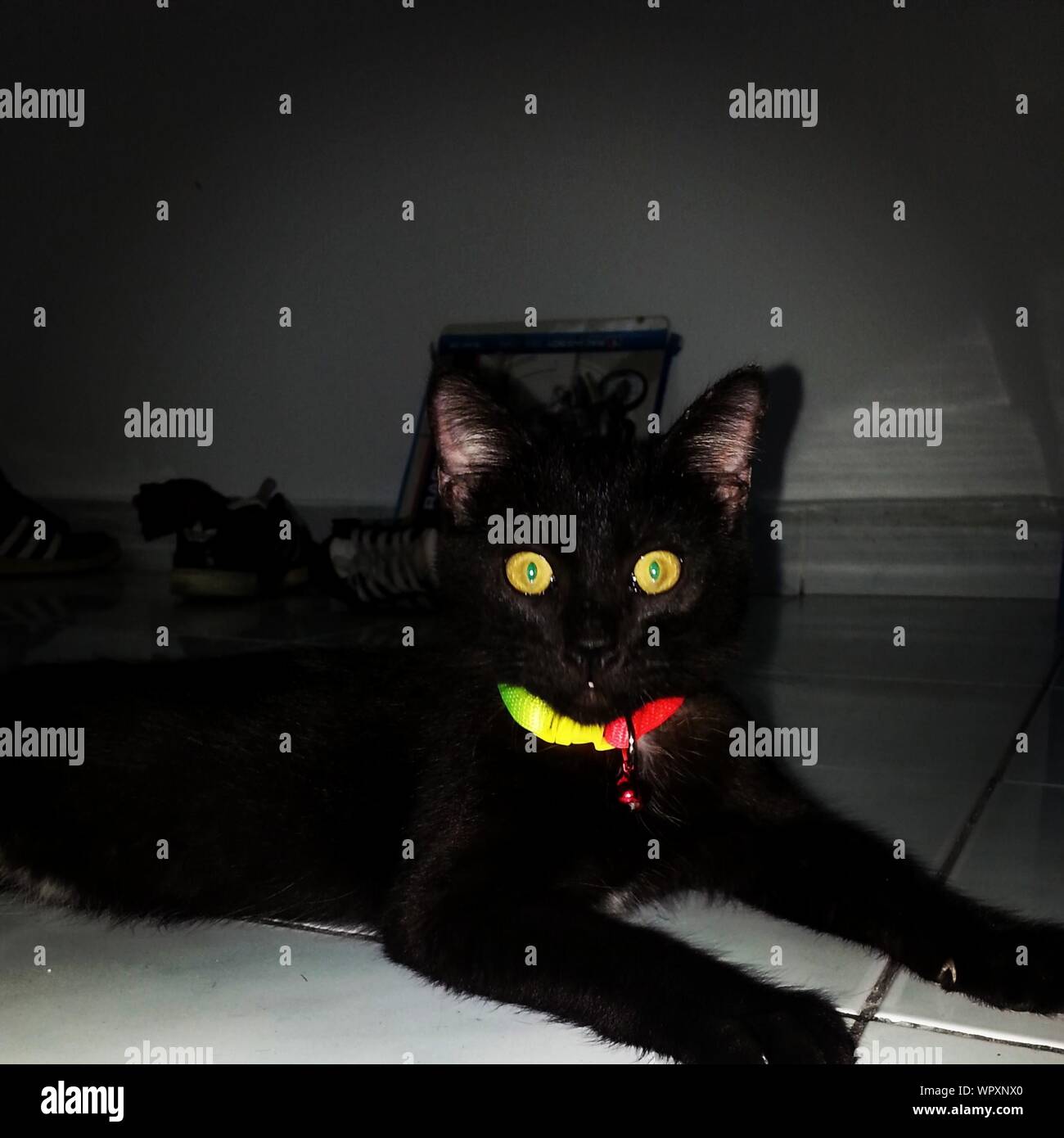 Glowing animal eyes hi-res stock photography and images - Alamy